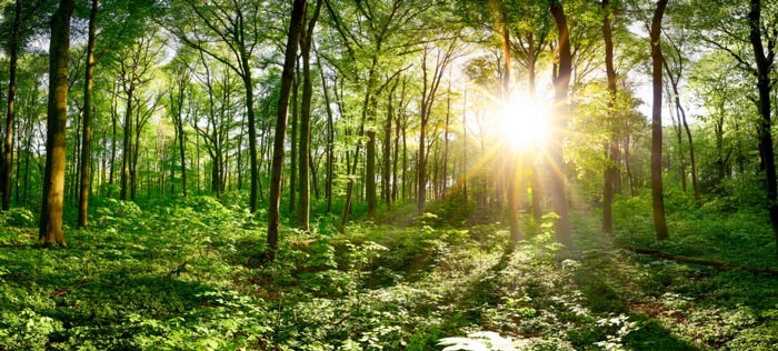 The Oneness of Life and Its Environment | SGM