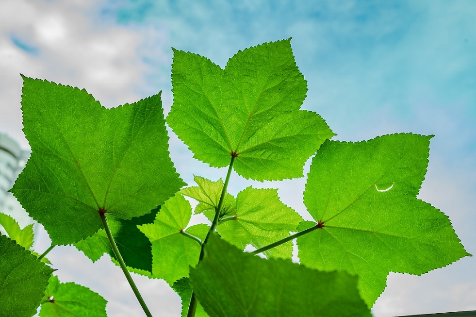 Act Now! — Realising the Sustainable Development Goals | SGM